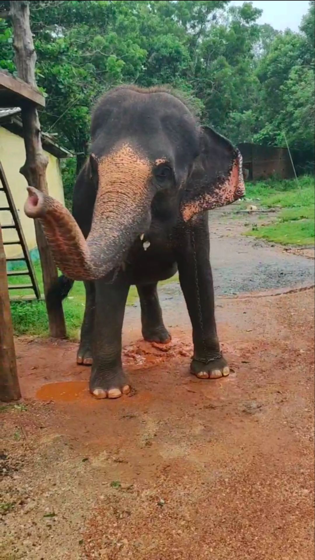 Танцующий милаш слоник из Шри-Ланки! Животные слышат музыку и умеют под неё красиво двигаться!