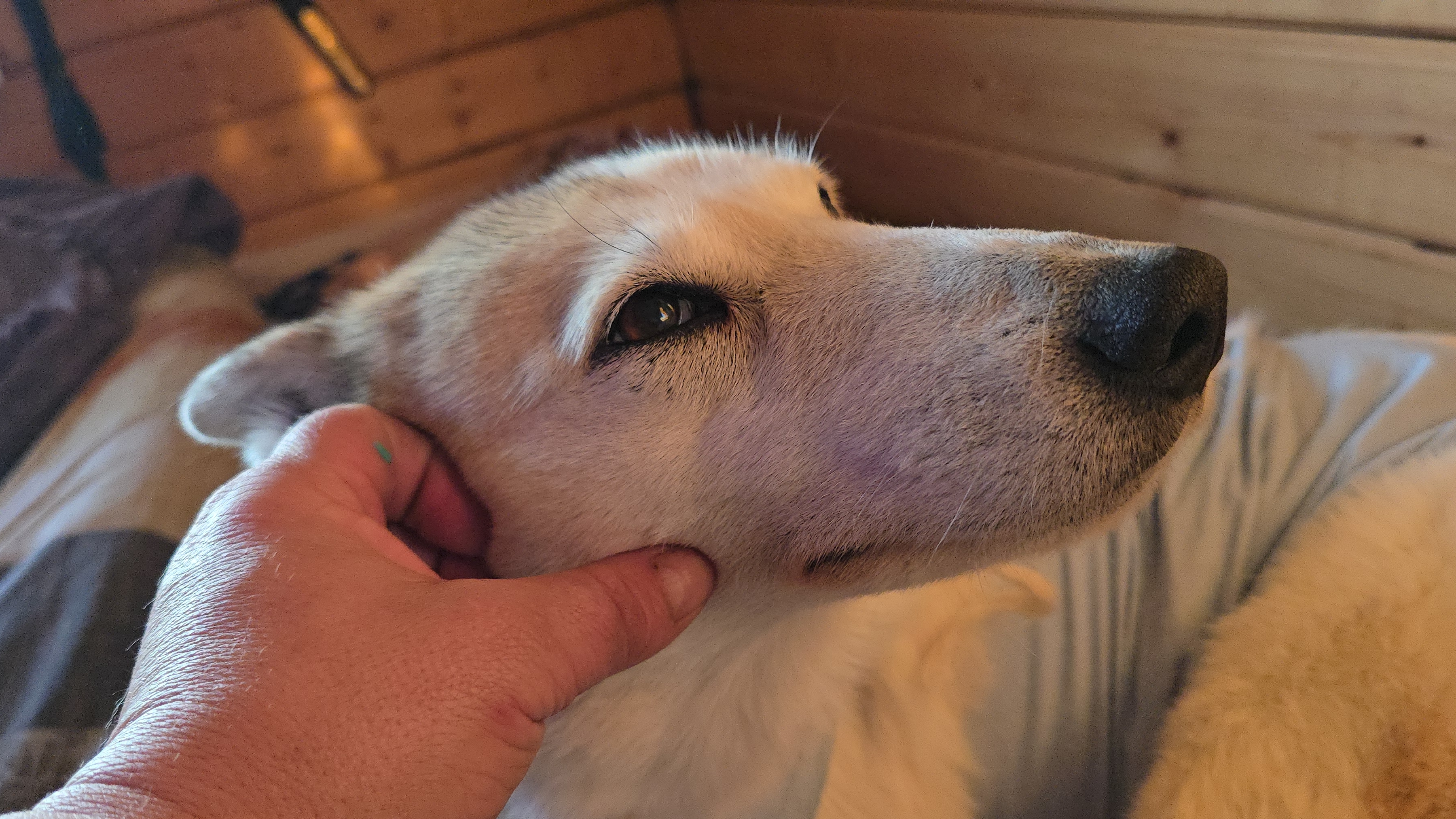 Лайки уйдут с интернета