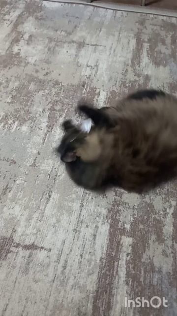 Забавные моменты