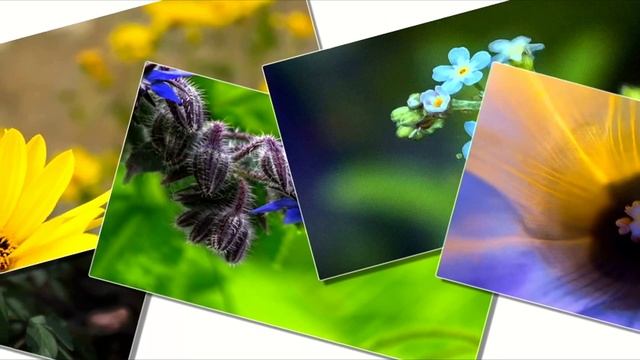 Nilotpala - Пир горой