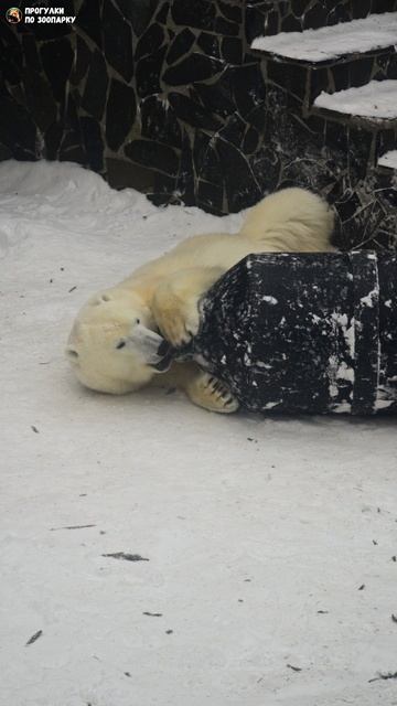 Медведица Хаарчаана тащит буёк. Ленинградский зоопарк