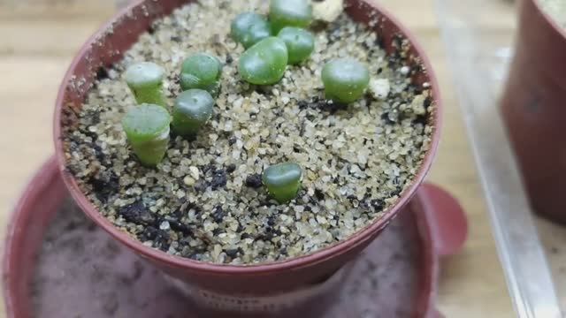 Литопсы через 5 месяцев после посева.