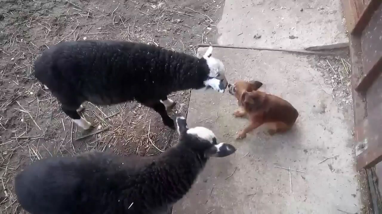 Тойтерьер против овец