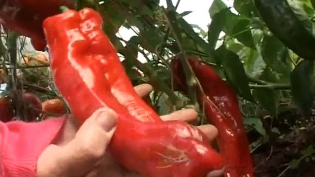 Актуаль СафПлас - Осенний урожай в теплице, покрытой Актуаль