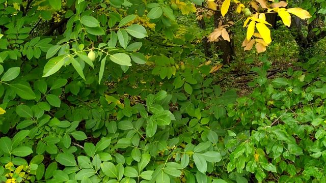 Вот такие грецкие орехи выросли на  на даче