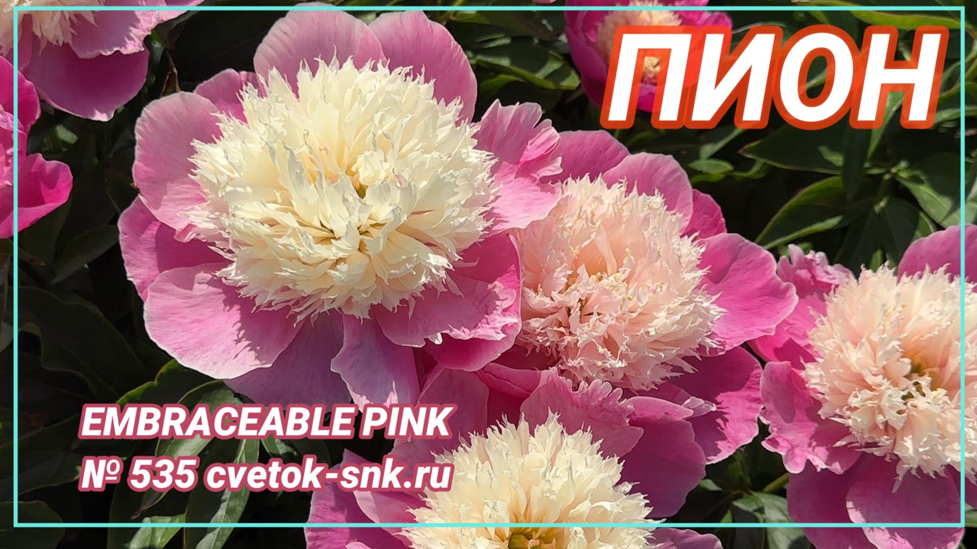 Травянистый "EMBRACEABLE PINK"/Сад Ворошиловой