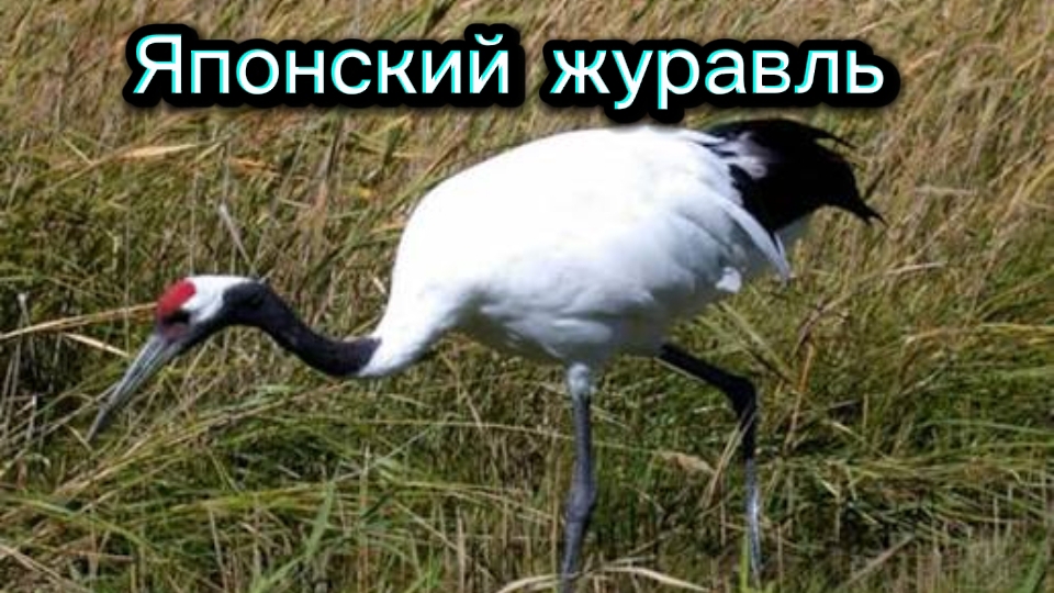 Японский журавль ловит лягушек