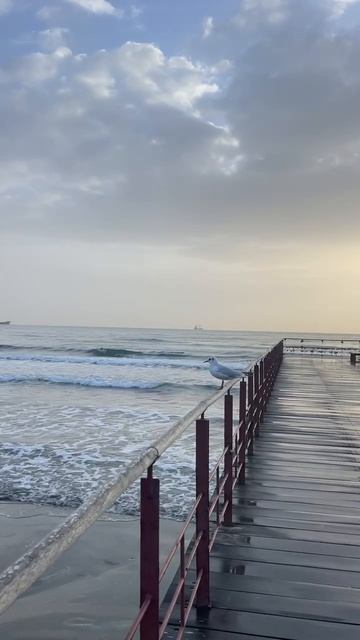 Кипр средиземное море Ларнака Чайка птица