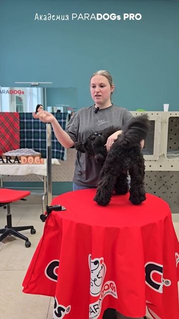 Как приучить собаку к фену. Шаг 2