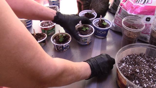 29.01.26 г. Волгоград. Первая пересадка петунии