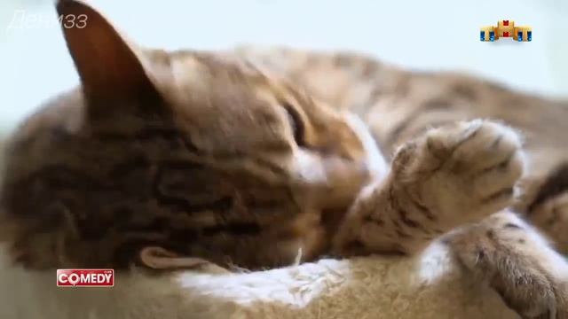 Отрывок - Князь Кормышкин