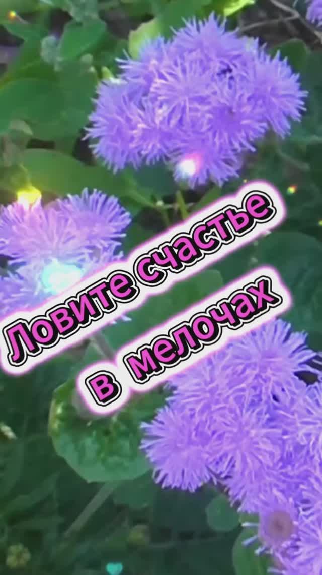 Ловите счастье в мелочах...#Shorts