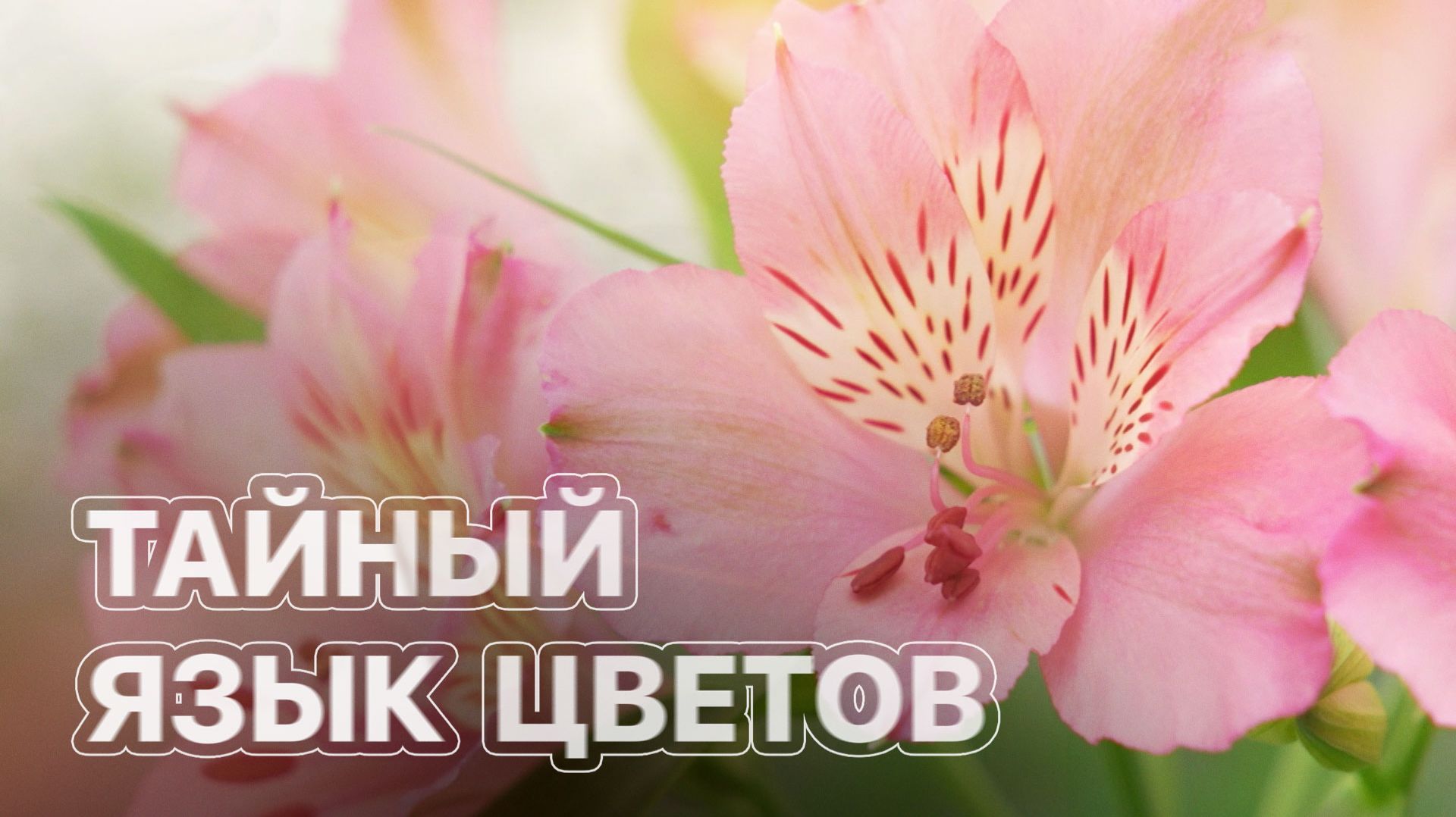 Какой цветок называют королём букетов? ЗЕМЛЕХОД