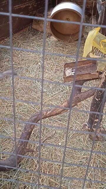 Что любят белки больше всего?