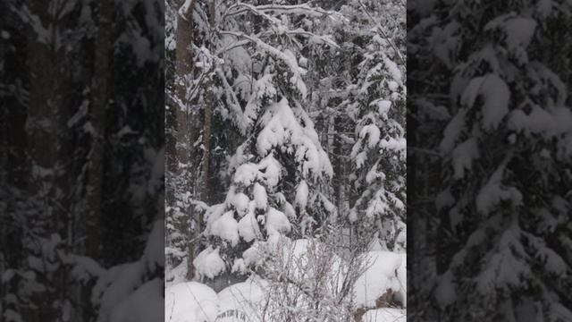 №105 Гармонизация и восстановление световых полей