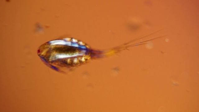 Рачки под поляризационным микроскопом