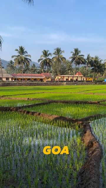 Красота Южного Гоа