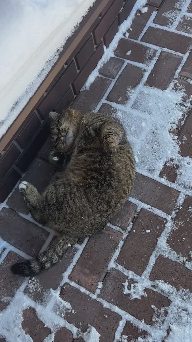Поваляться в снегу - любимое занятие лесного кота Барсика 22-01-2026