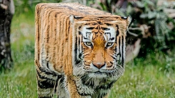 Стрим Minecraft на Reallyworld 24Greif