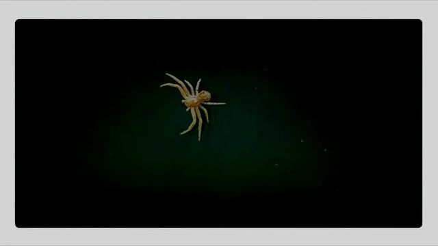 Nilotpala - Лесной народ