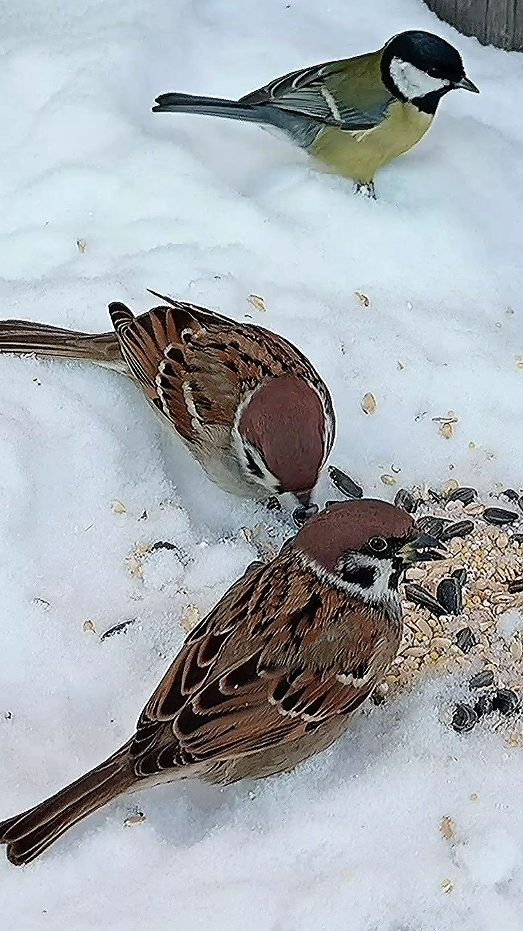 Воробьи и Синицы на кормушке