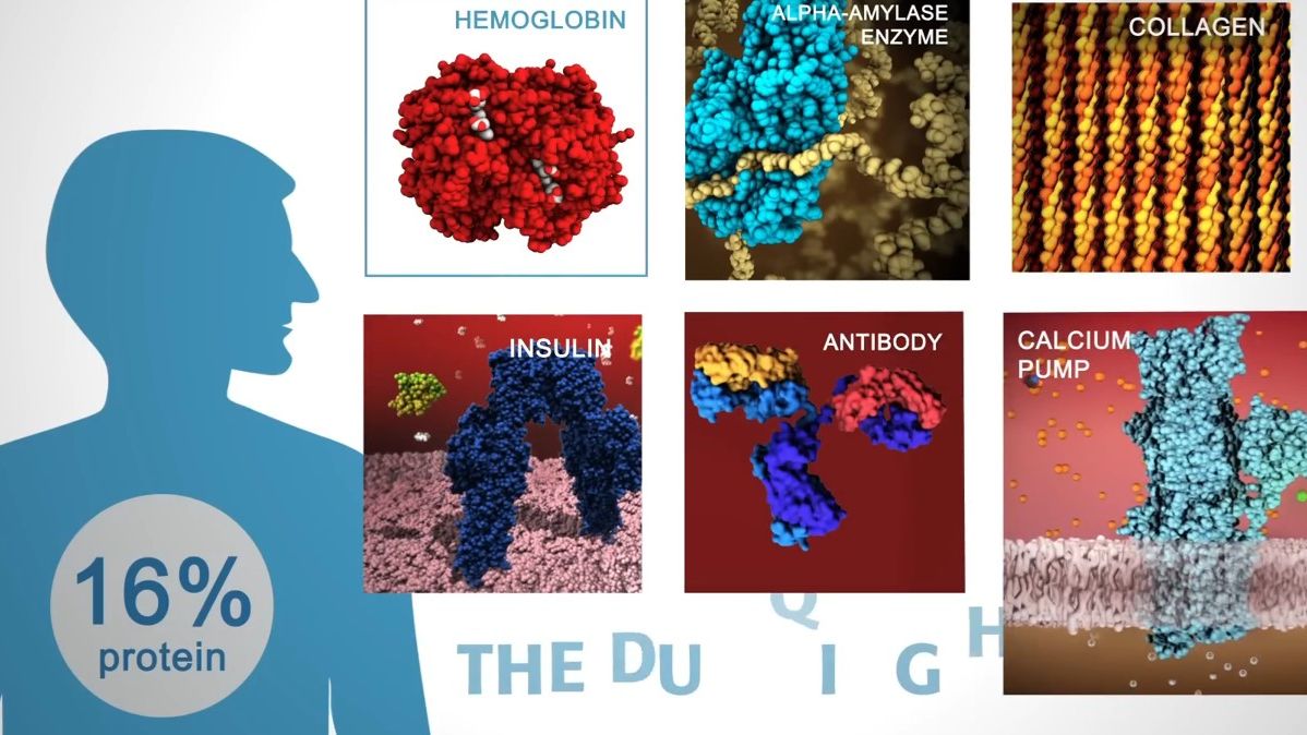 Строение и функции белков: универсальный конструктор