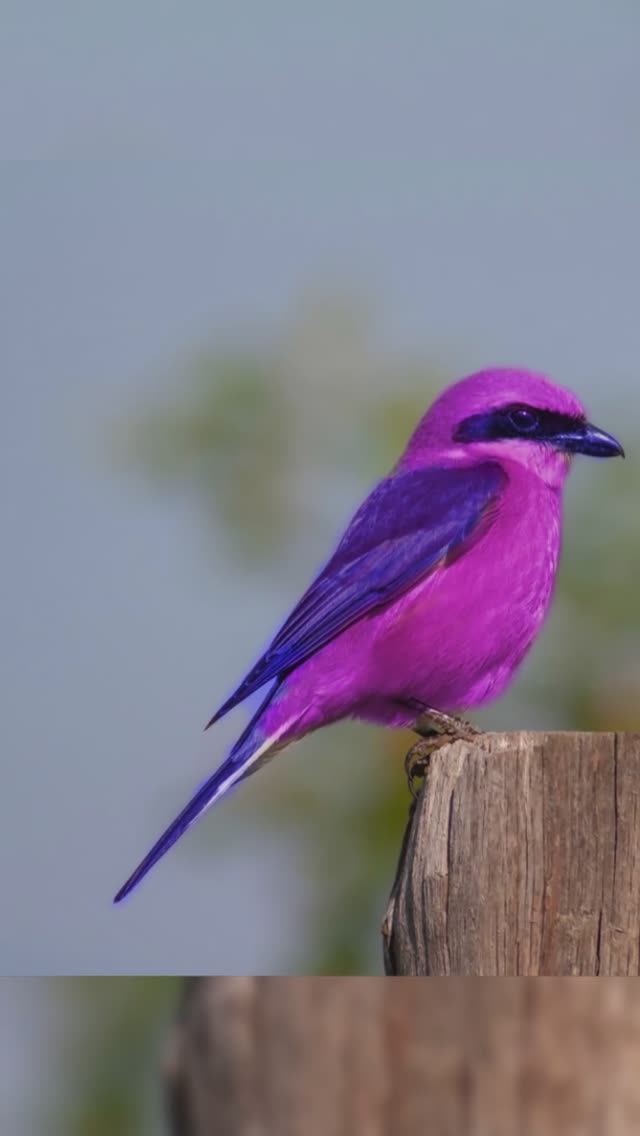 «Перекрашивающая кисть» в AliveColors