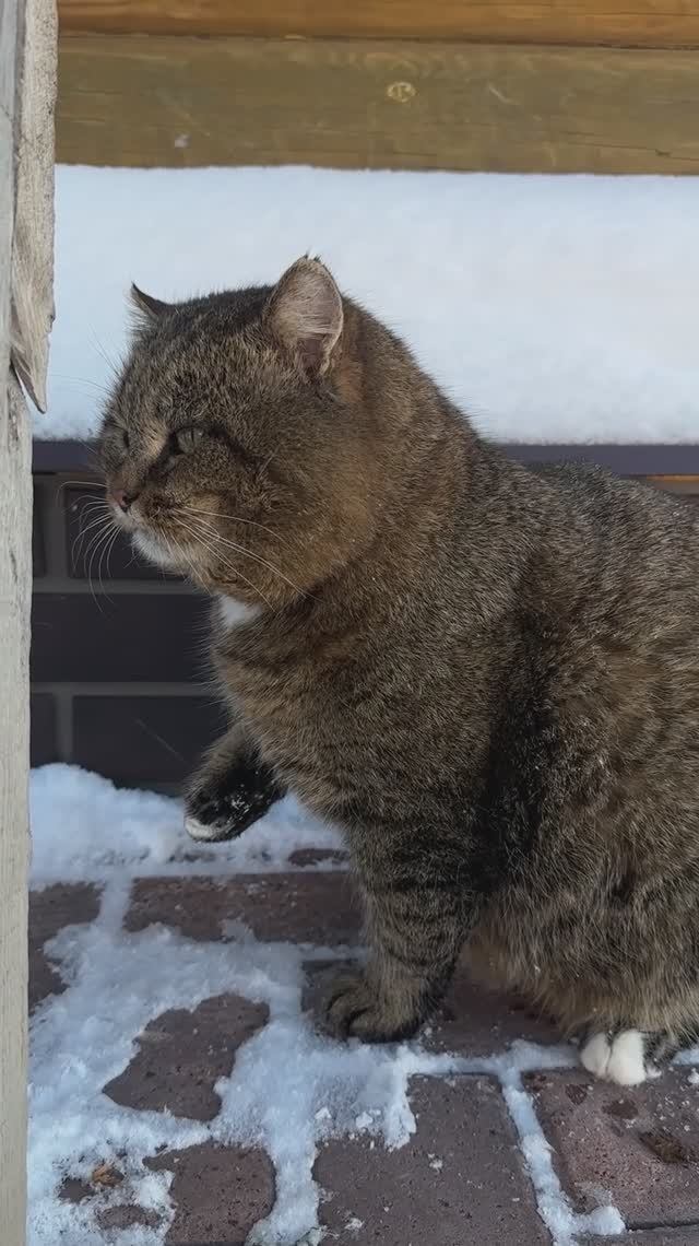 Барсик на прогулке 22-01-2026