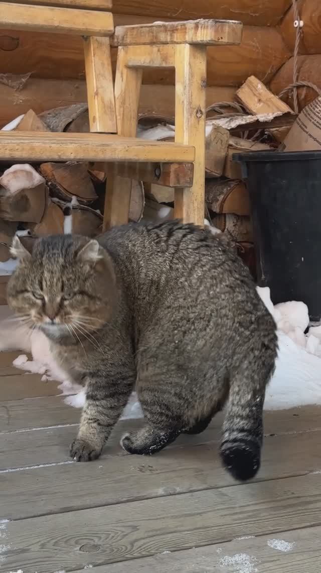 Хозяин 27-01-2026