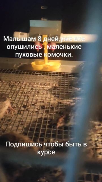 Малышам 8 дней, что бы быть в курсе подпишитесь на канал , а чтоб узнать подробности напишите коммен