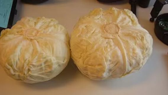 Квашенная капуста.  Термомикс. Маринкины творинки. Всем МИРА и Добра!