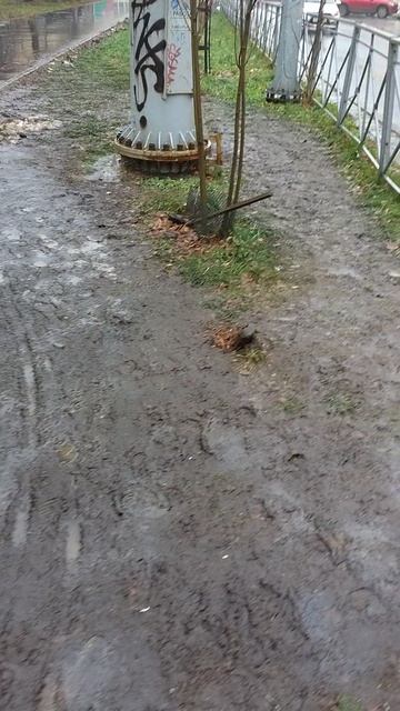 №979 ул. Полины Осипенко. 6 ноября 2025 г., 12:06:21 VID_20251106_120539515