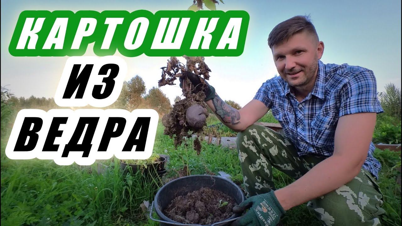 Как я вырастил картошку в ведре? Урожай картофеля: СИРЕНЬ и БАРС (ЛАПОТЬ).