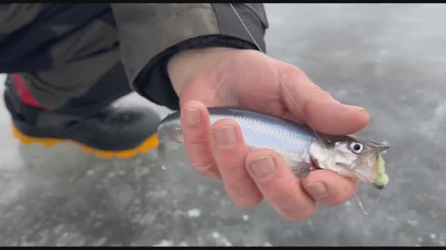 Рыбалка на Корюшку. Кронштадт, Финский залив. Глубина 7,3 метра. Наживка судак и карась.