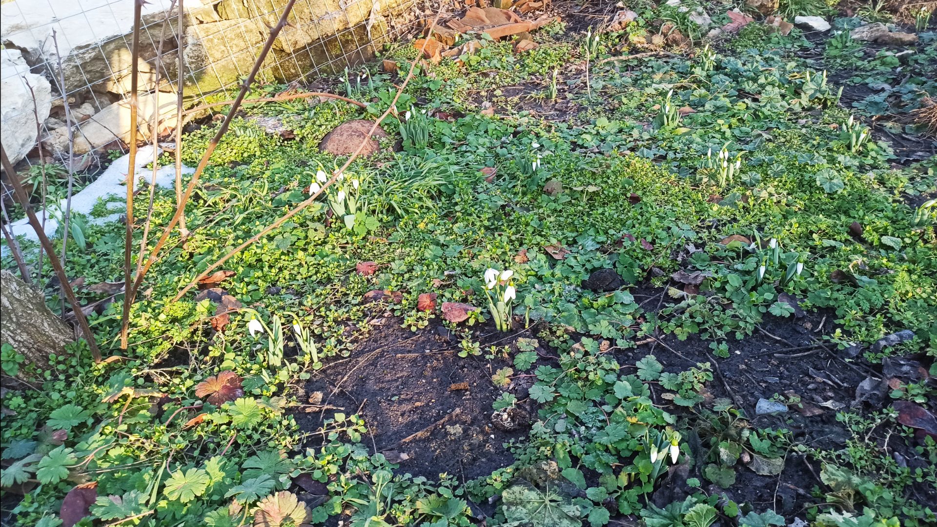 30,31 января 2026г. Пахнет весной,всходят цветы.Занимаюсь грядками))