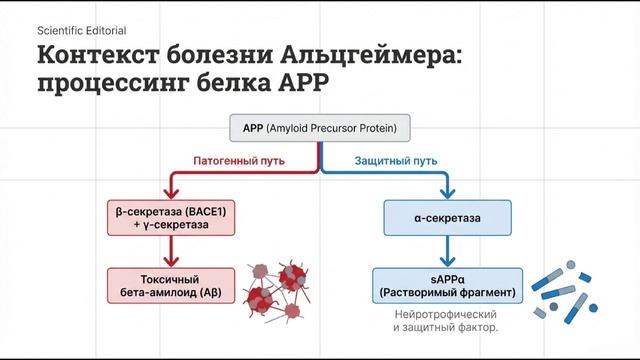 Небиволол имитирует эстроген и защищает мозг