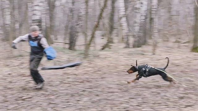 Доберман в Москве - защитная работа. Питомник рабочих доберманов в Московской области Lord Svarog.