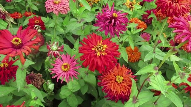 Когда сеять циннию на рассаду и как цветет на клумбе