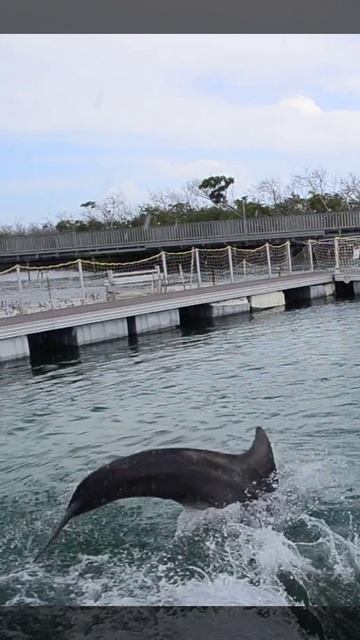 Летающие дельфины