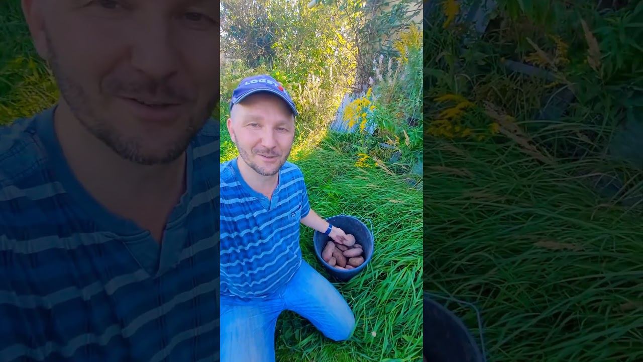 Уникальная картошка УНИКА. Какой картофель лучше? #удачныевыходные #дача #влог