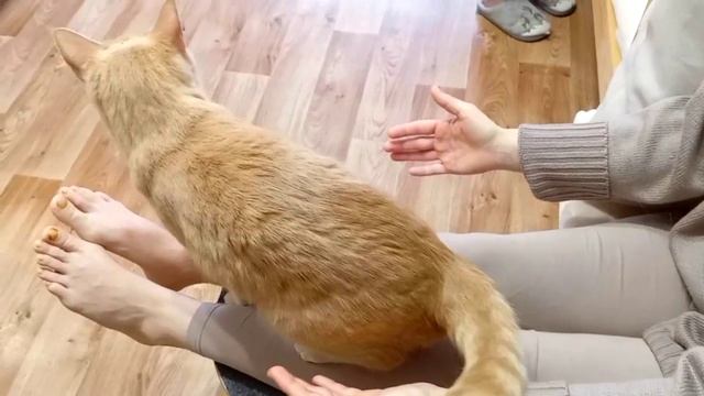 Пушистое доброе утро 😊