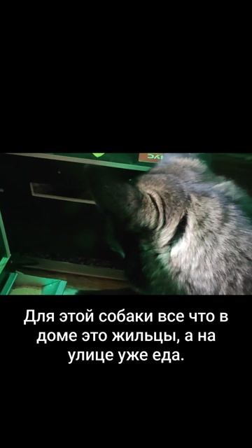 Наша добрая Лилочка