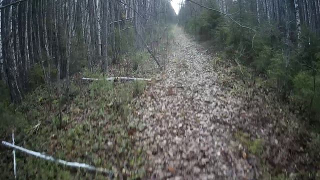 в этот раз к избе пешком. пострелял попутно рябчиков
