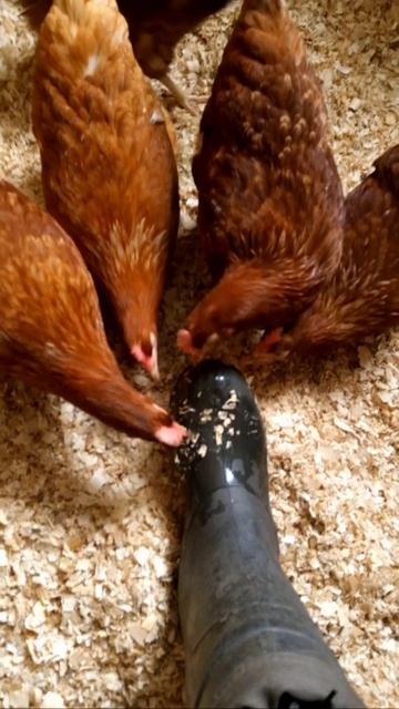 Вкуснейшие сапоги