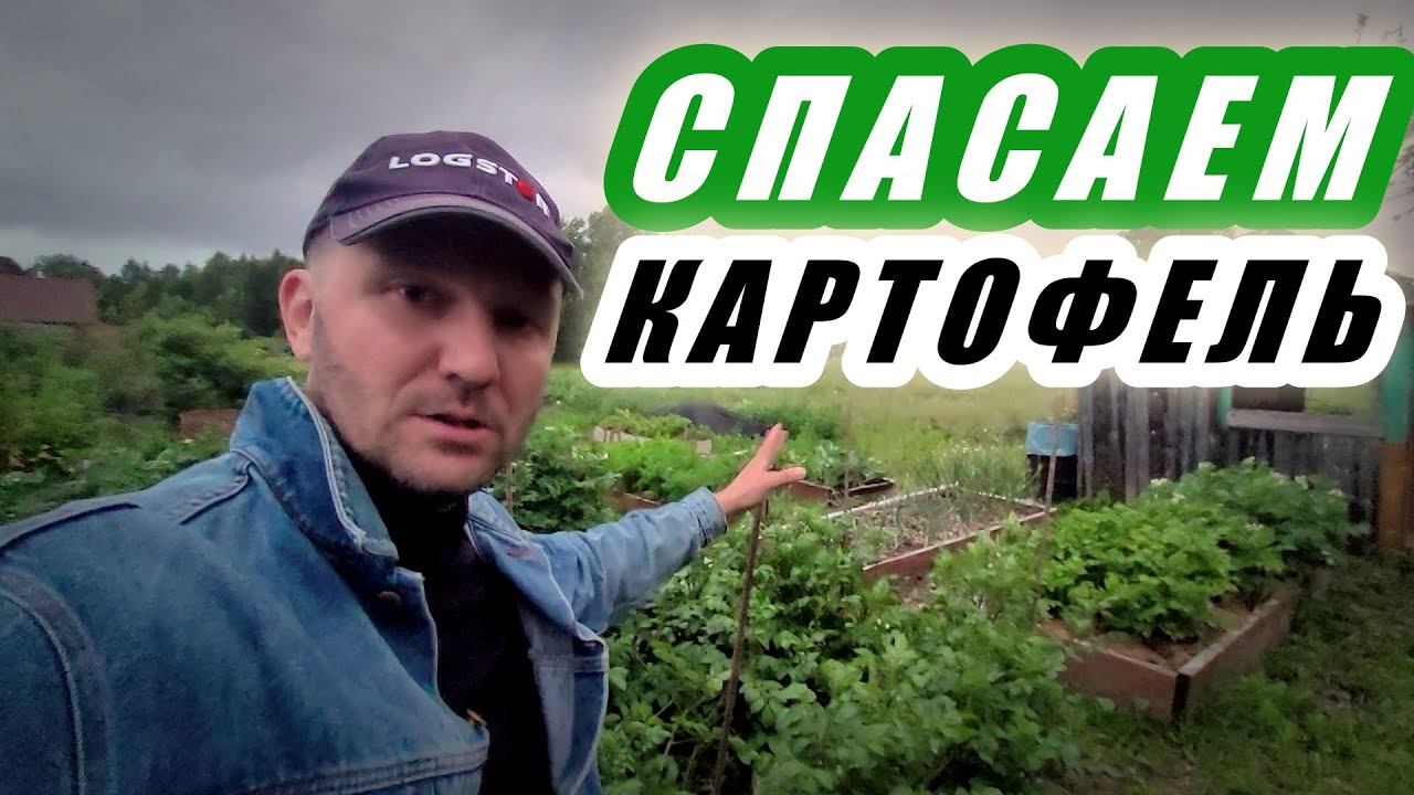 Зачем подвязать ботву у картофеля?