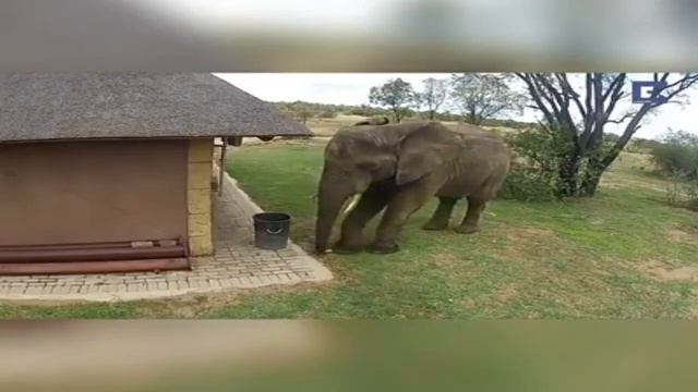 Животные - братья наши меньшие.