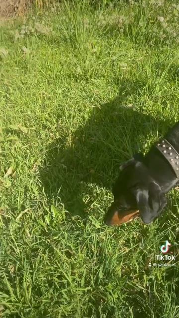 Привезла куриц к собачке - погулять вместе! 😜👌 #курицы #собака #питомцы #моипитомцы #mypets