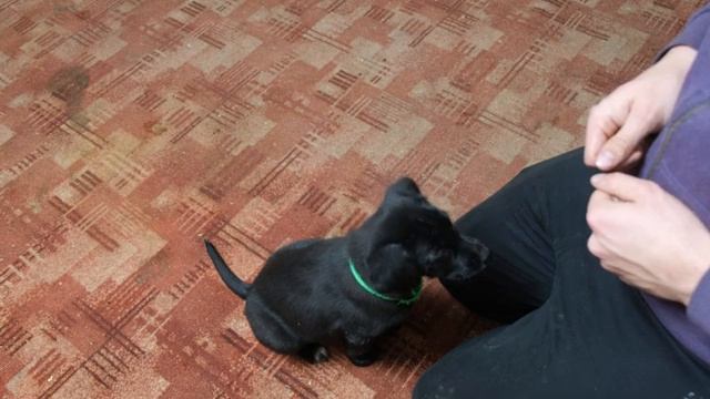 Начальная дрессировка щенка. Показываю на примере! Всё очень просто