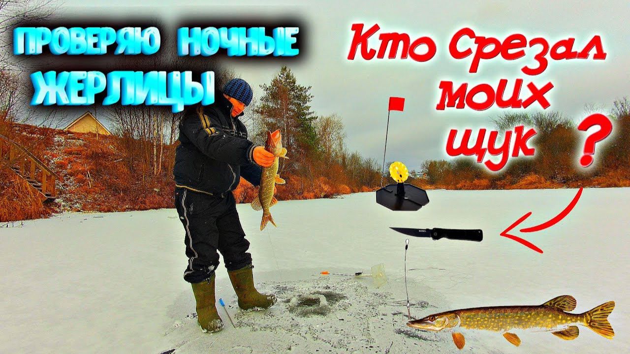 ✔ Проверяю ночные жерлицы Кто срезал моих щук_ Рыбалка на живца Щука налим на жерлицы день второй
