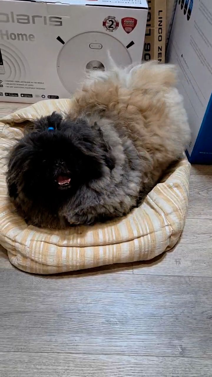 Пекинес Дендик провожает детей в сад